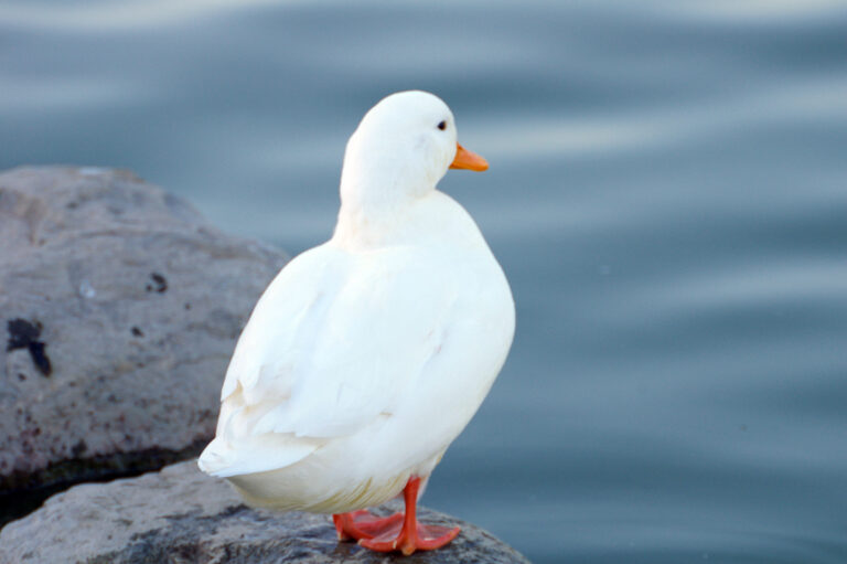 Buy Call Ducks - Domestic Ducks For Sale - Best dovesupermarket.com